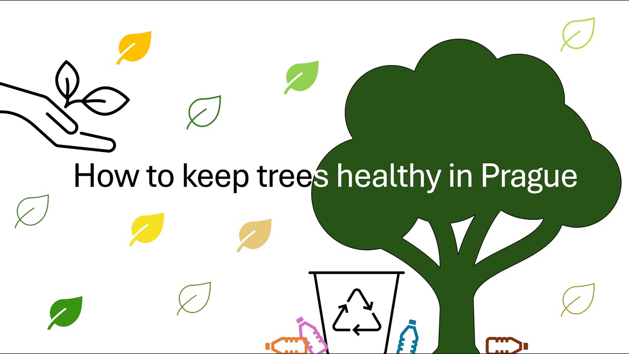 How to keep trees healthy in Prague - informational video - YouTube
