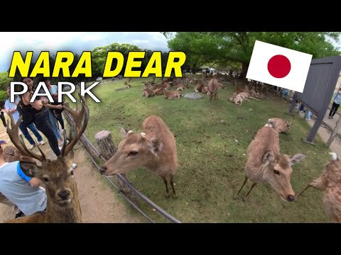 NARA DEAR PARK JAPAN 🇯🇵‼️#narajapan #dear #japan #japantravel # ...