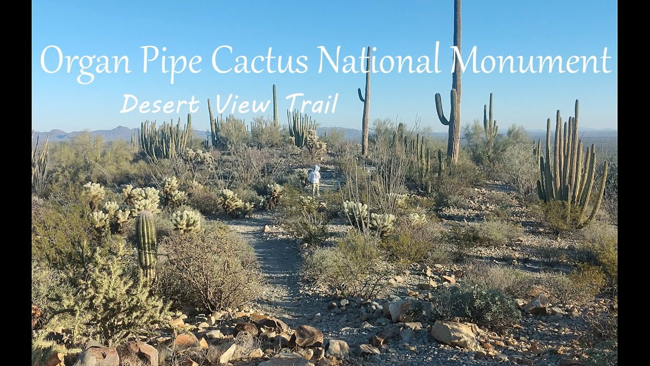 [2022 Southwest Trip] Organ Pipe Cactus NM - Desert View Trail - YouTube