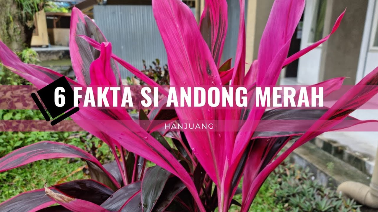 6 Fakta Tentang Tanaman Andong Merah / Hanjuang - YouTube