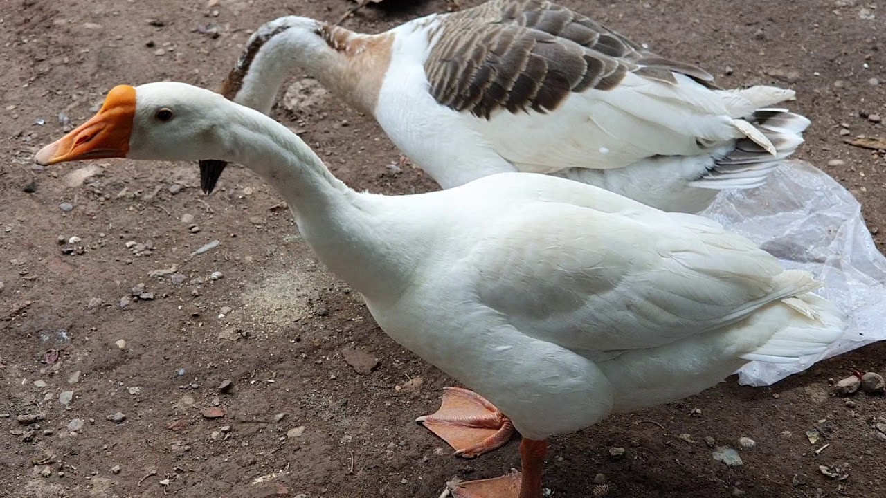 សត្វក្ងាន goose - YouTube