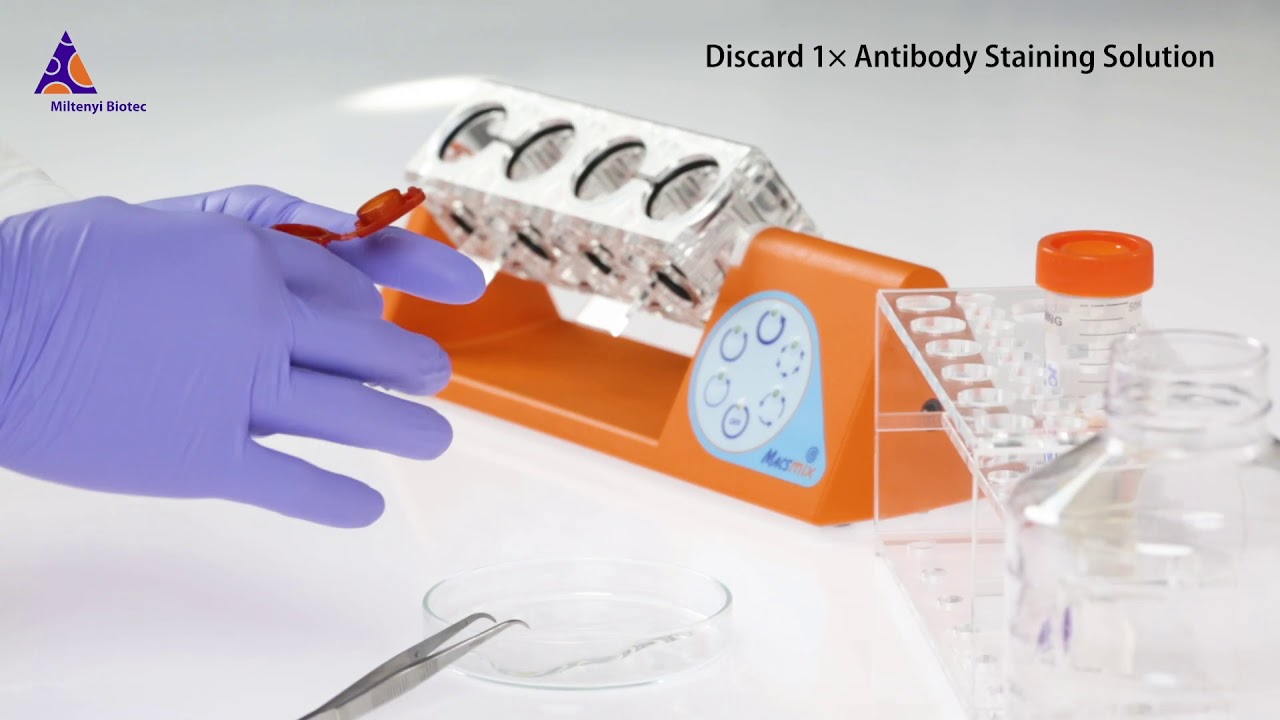 How to clear a mouse brain for 3D imaging analysis - YouTube