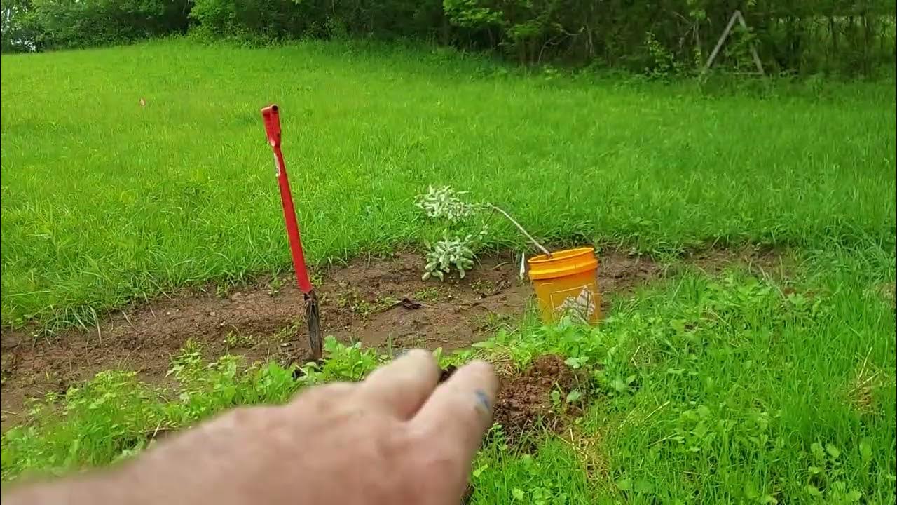 permaculture swale. tree guilds. part 1 - YouTube