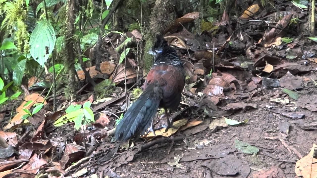 Video Banded Ground Cuckoo 3 - YouTube