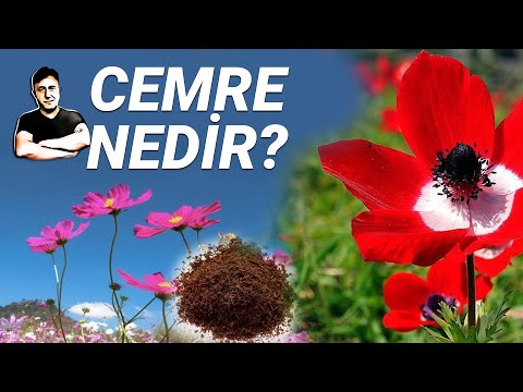 CEMRE NEDİR (İŞTE BUNU BİLİN)