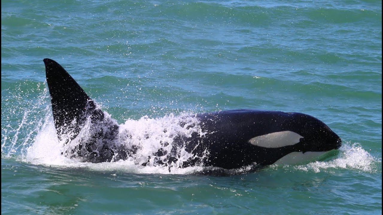 Orca Whales Port Nelson New Zealand - YouTube