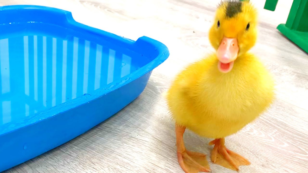 Funny duckling bath and other adventures #shorts - YouTube