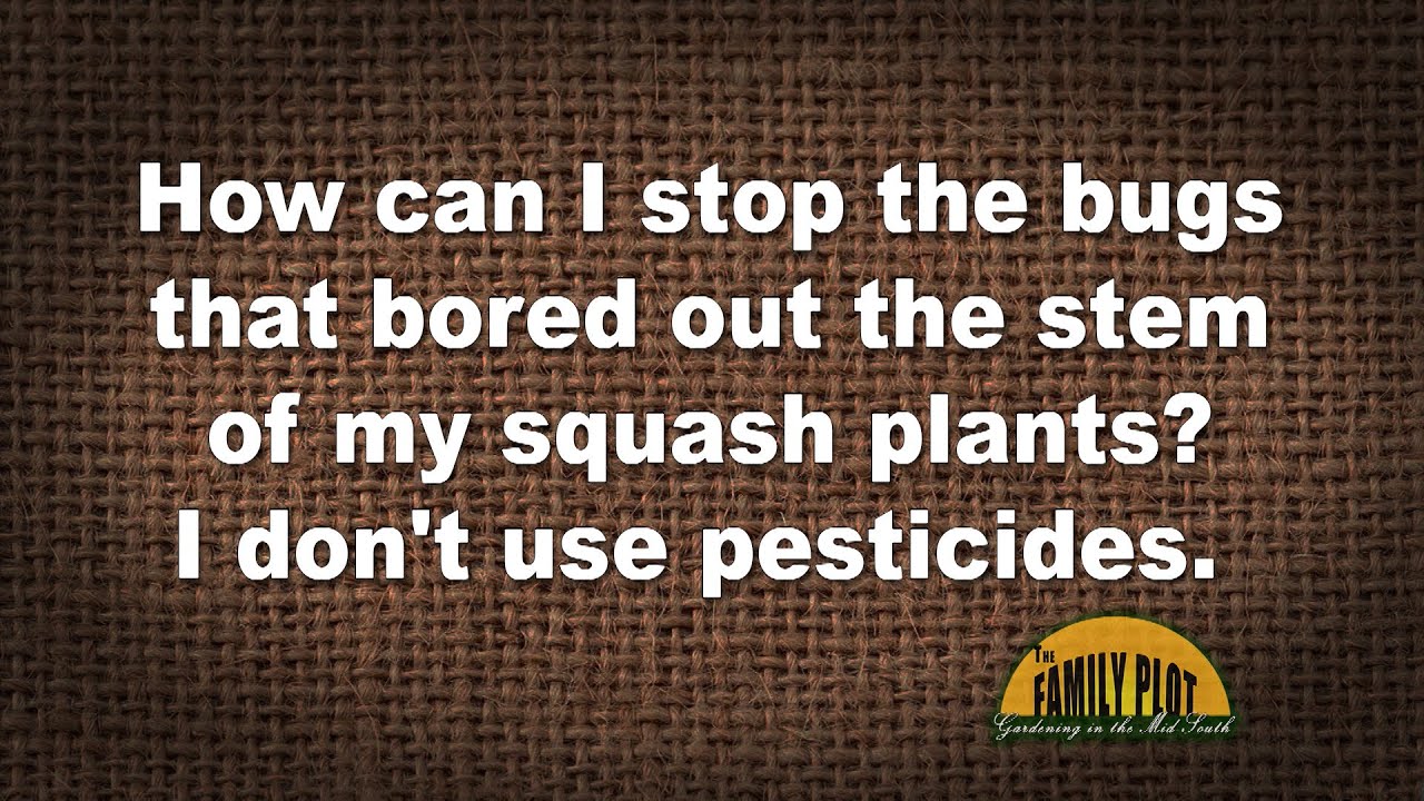 Q&A – How can I stop the bugs that bored out the stem of my squash ...