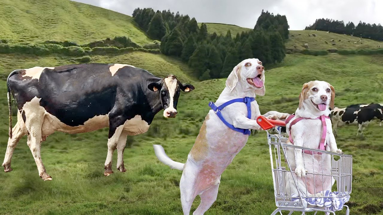 Dog Pushes Dog in Shopping Cart Around the World! Funny Dogs Maymo ...