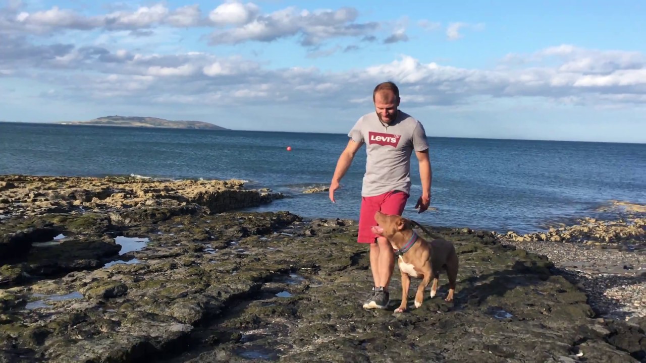 Dublin Dog Training Perra- Pitbull awesome obedience - YouTube
