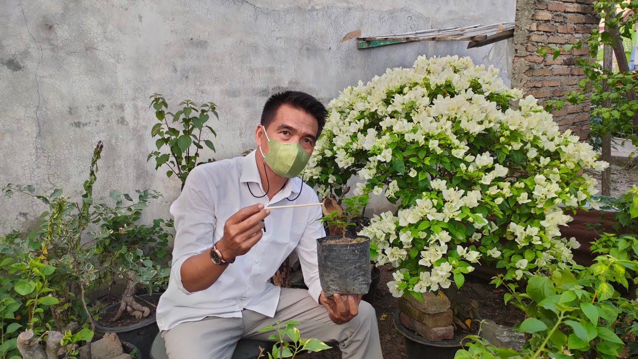 Tips Memangkas Bougenville agar bentuknya indah rimbun - YouTube