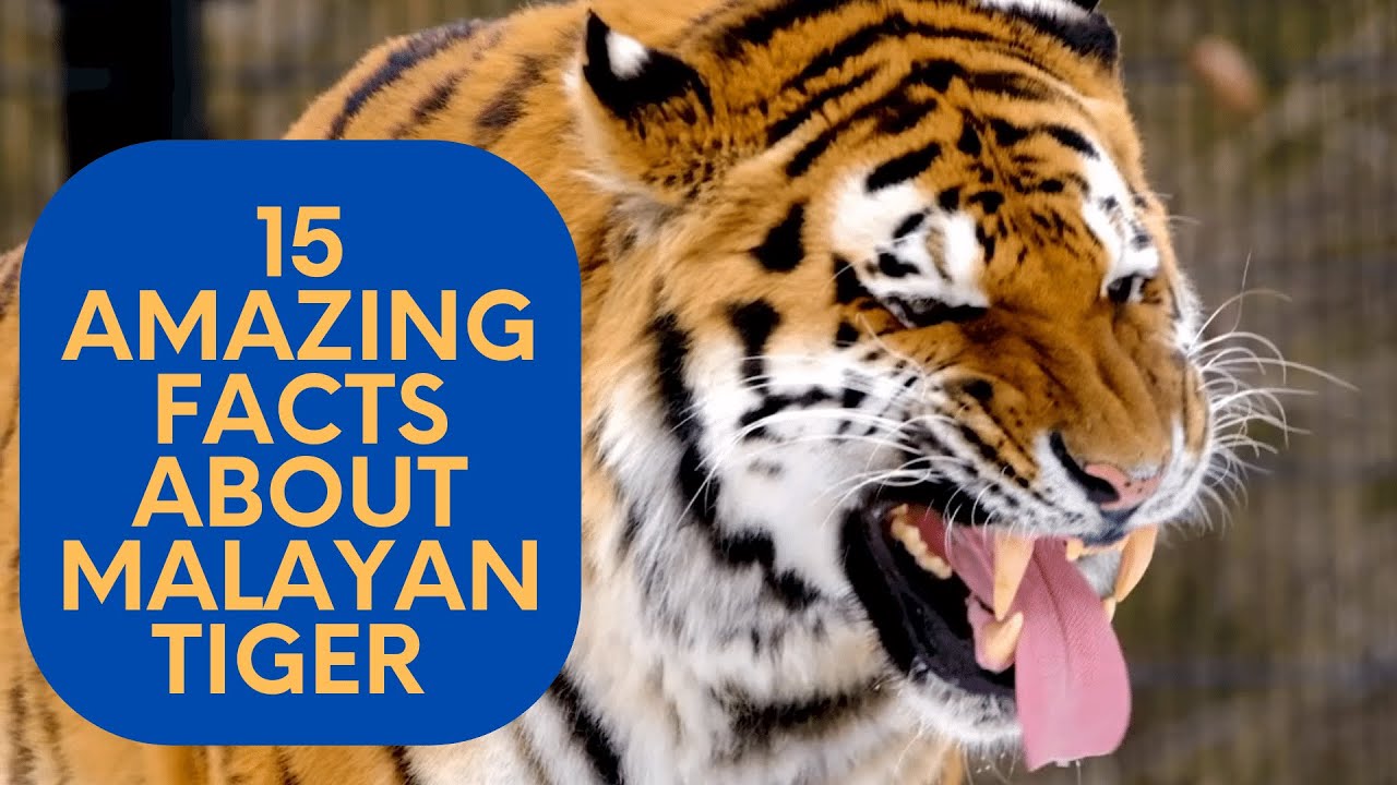 15 Amazing Facts About Malayan Tiger | Wild Animals | Animal Facts ...