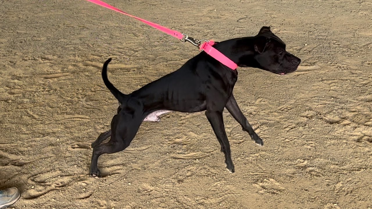 American Pitbull Terriers compete in ADBA Dog Show Champion Males Part ...