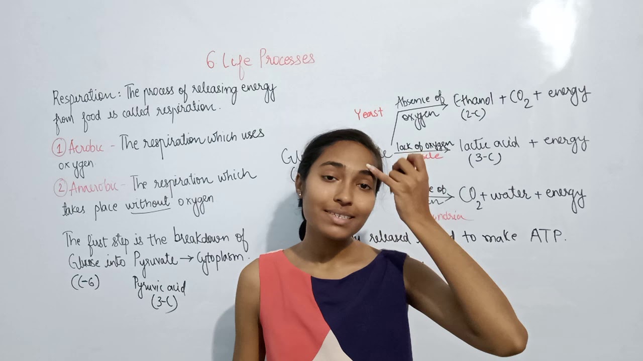 AMBITION STUDY CENTRE CH 6 LIFE PROCESSES , AMBITION STUDY CENTRE,PART 3 - YouTube