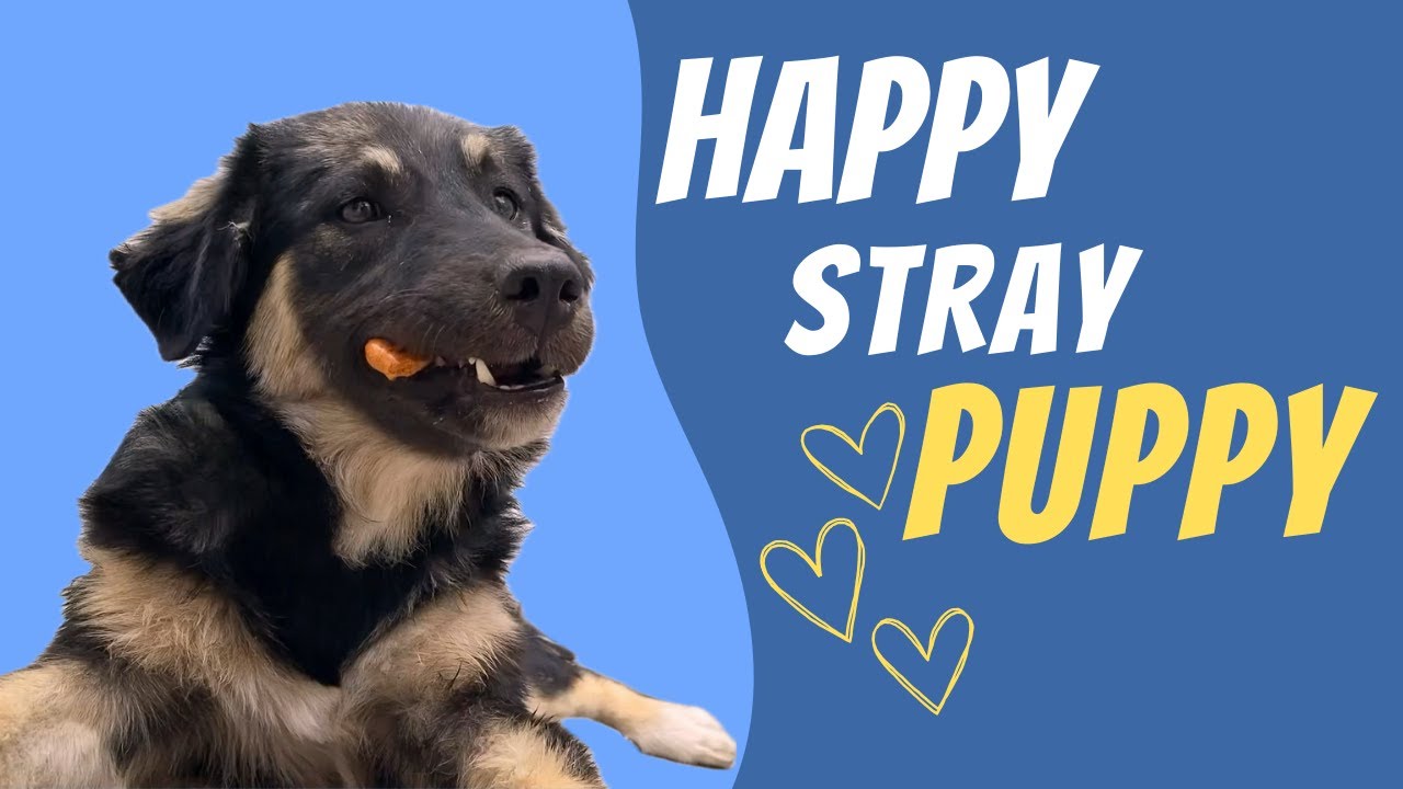 How did I make this stray PUPPY happy? - YouTube