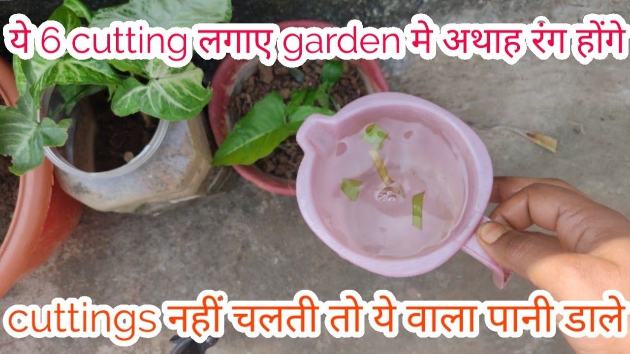 grow cuttings in winter|how to grow cuttings |cutting नही चलने के कारण ...