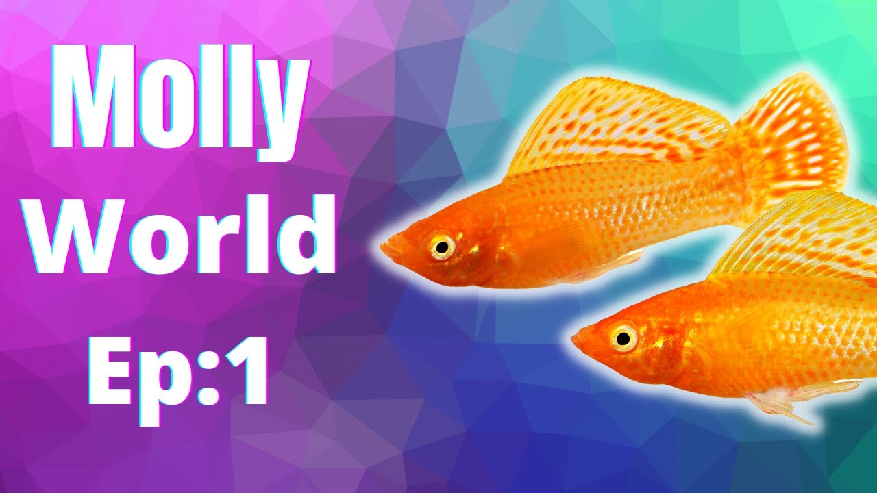 Molly world ep:1 breeding molly's for profit - YouTube