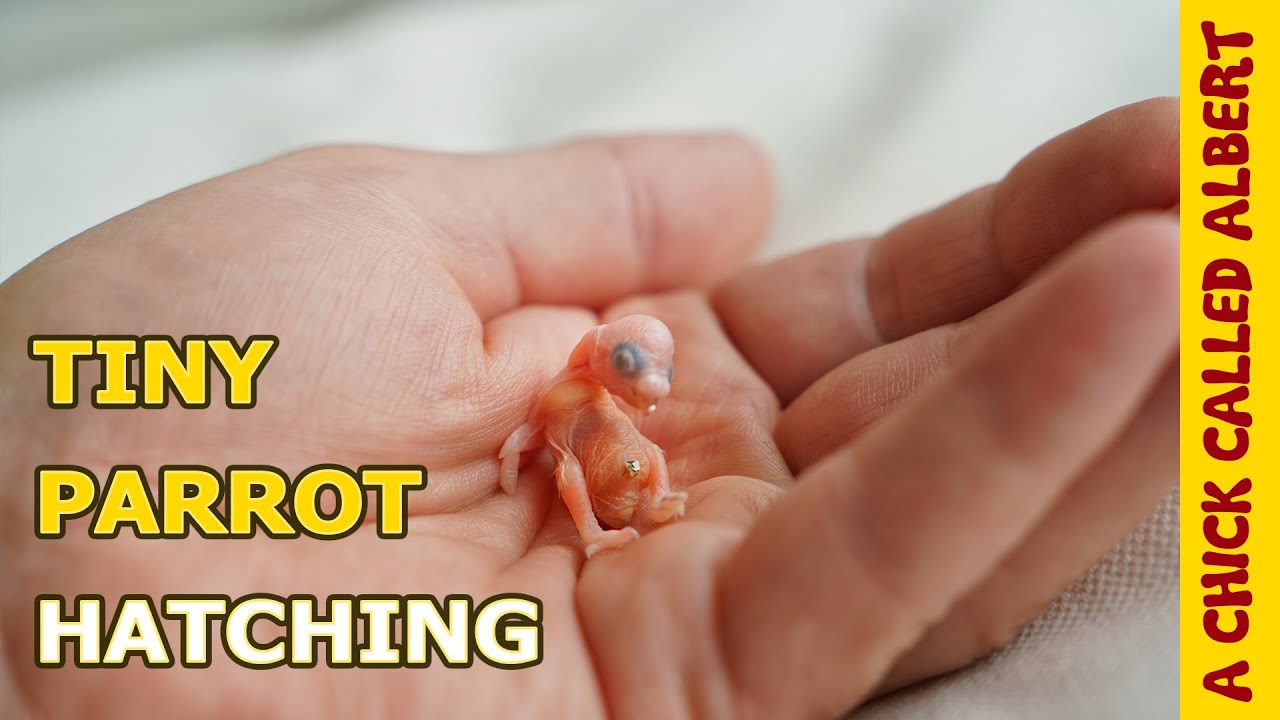 The Smallest Parrot you've ever seen - Tiny egg hatching #2 - YouTube
