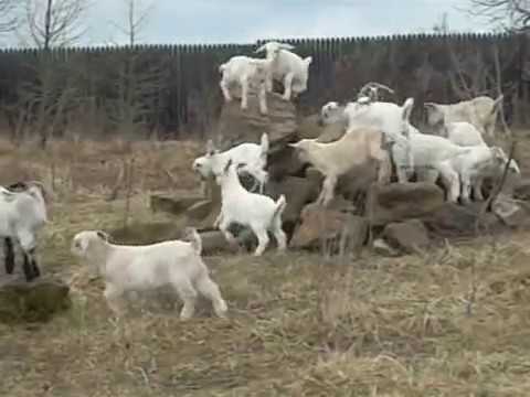 Kiko Goat Kids - YouTube