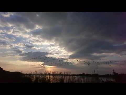 マガンの飛び立ち（伊豆沼）