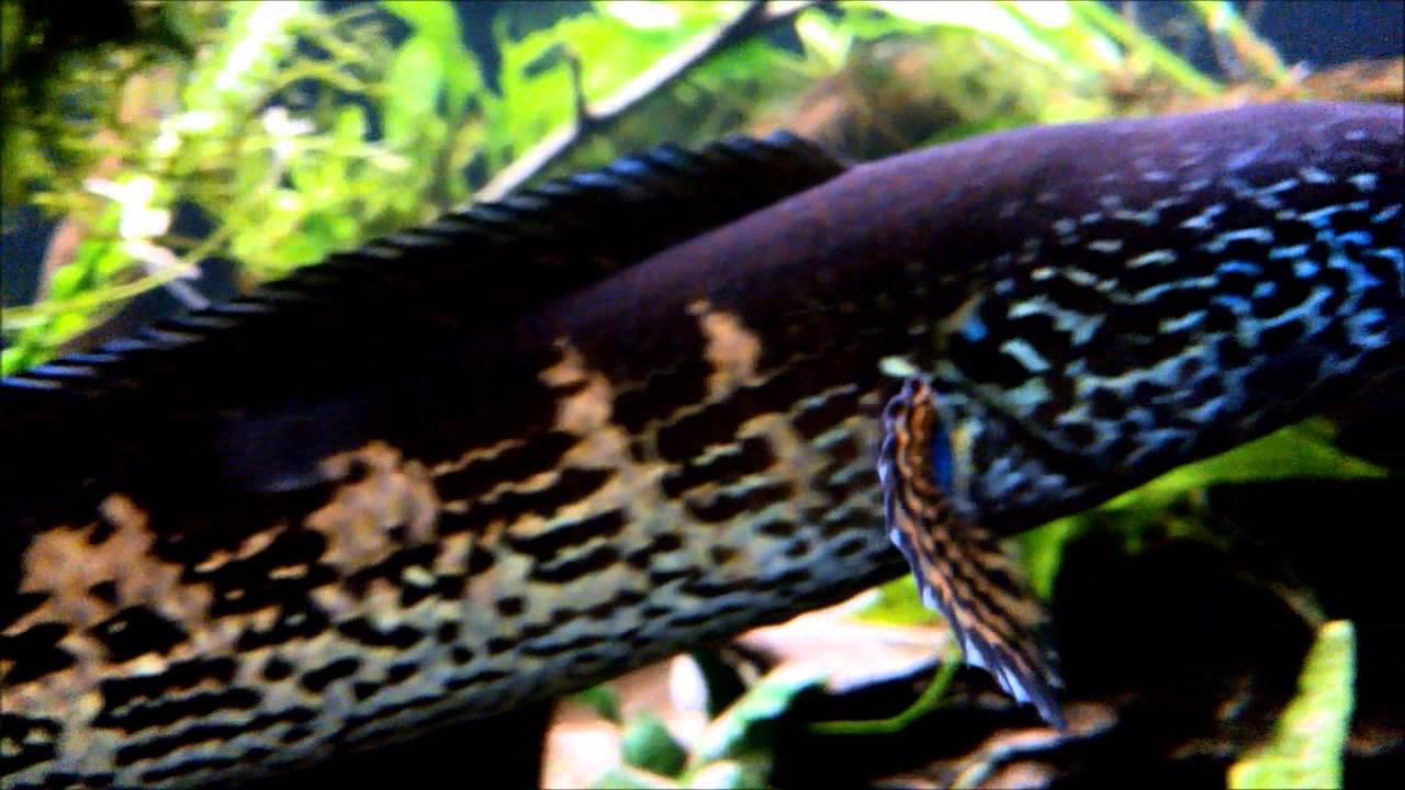 Channa aurantimaculata Golden Cobra Snakehead - YouTube