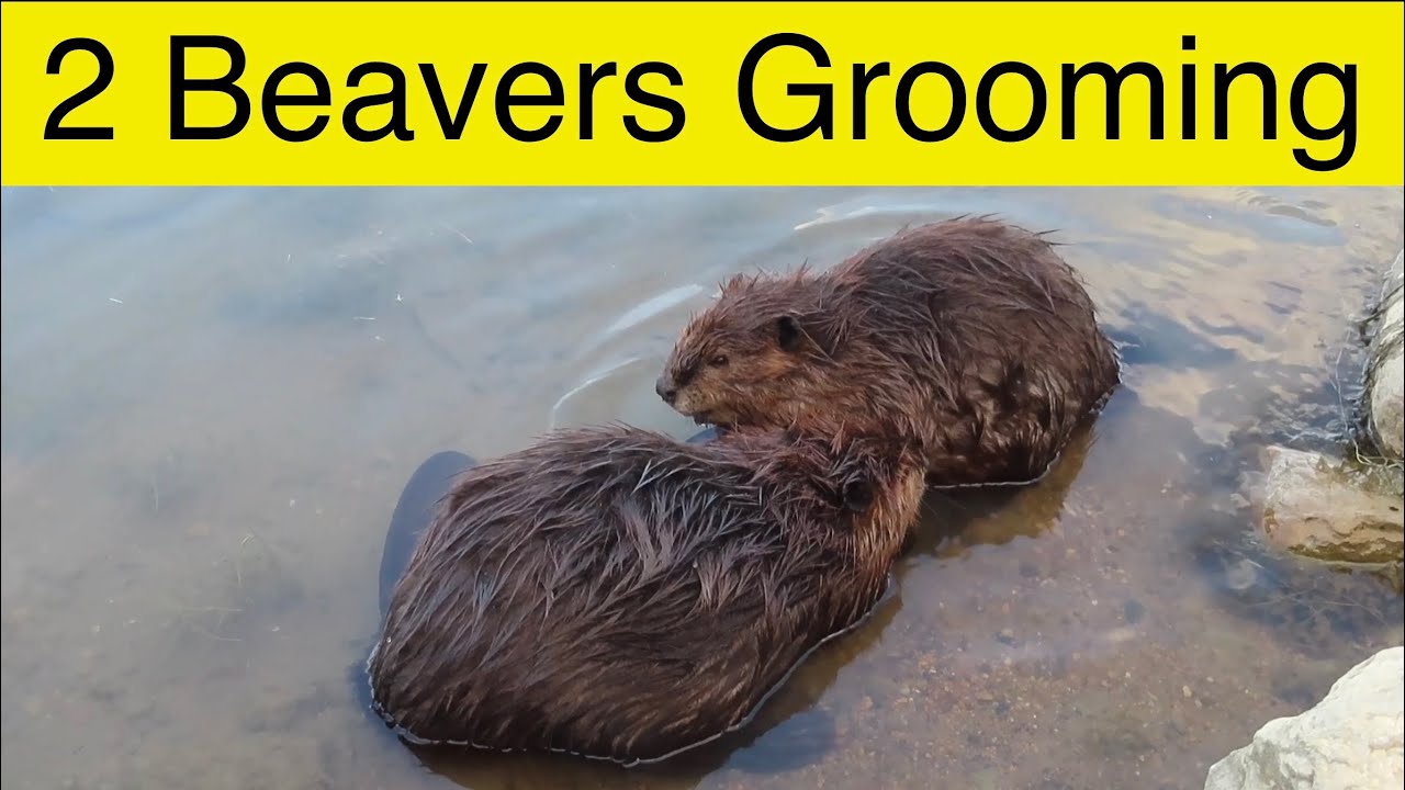 Incredible Video of 2 Beavers Grooming Their Fur - YouTube