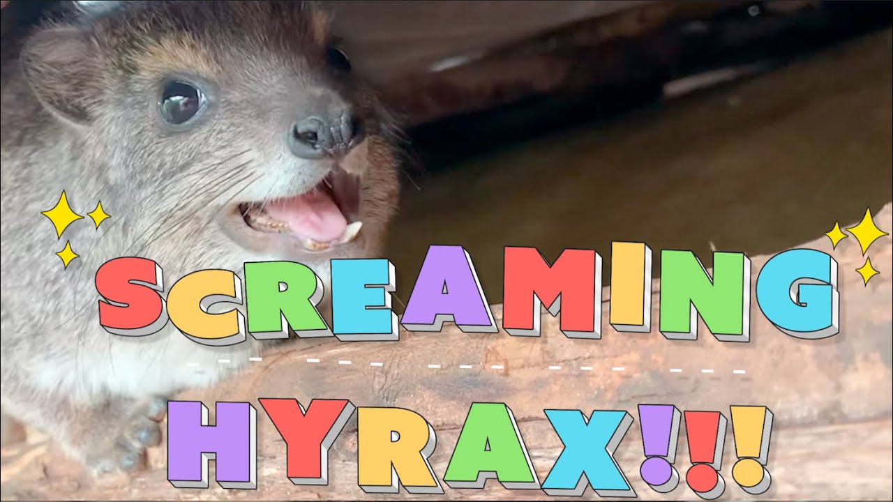 OMG These Small Animals On My Roof Are The Loudest! SCREAMING HYRAX # ...