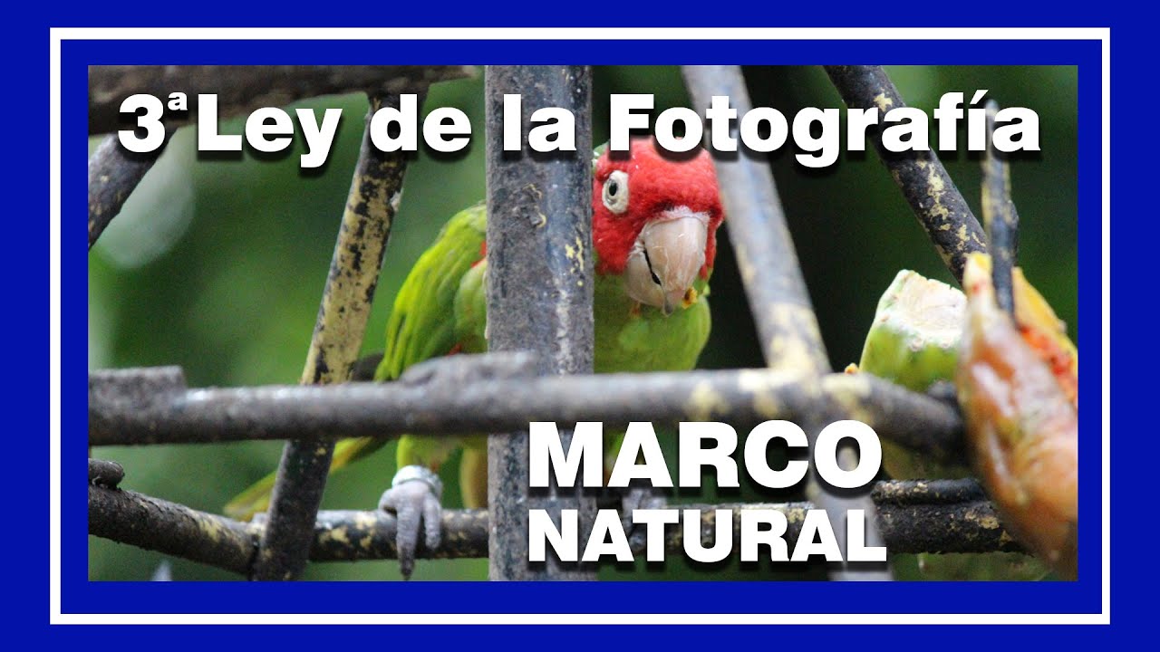 MARCO NATURAL o enmarcado natural. Tercera ley de la la composición ...