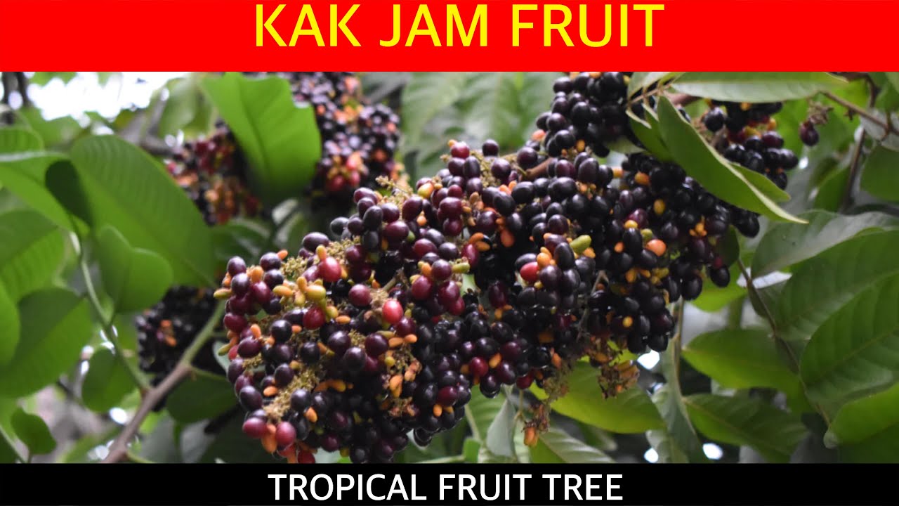 Kak Jam fruit | Lepisanthes rubiginosa | Tropical Fruit Tree - YouTube