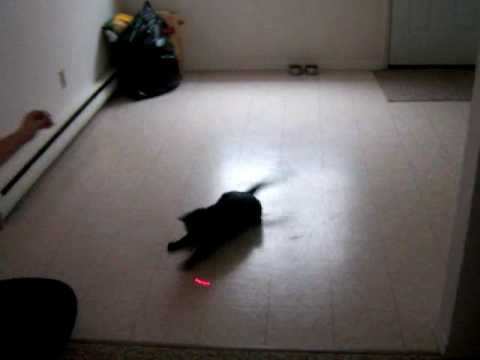 Amazing Tap Dancing Cat - YouTube