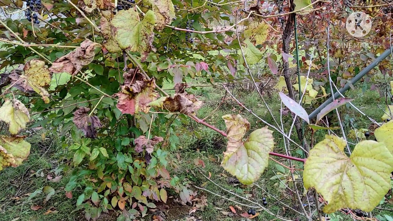 Grape dormancy stage - YouTube