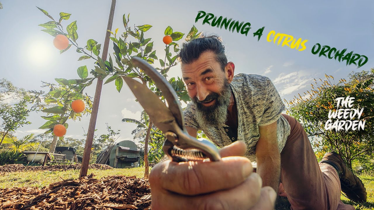 THE ART OF CITRUS TREE PRUNING - Tips for a bountiful harvest - YouTube