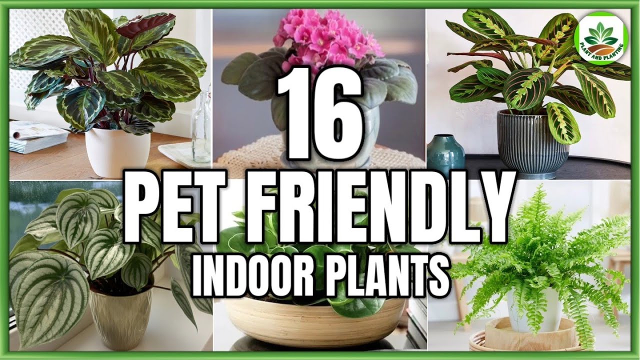 16 Pet Friendly Indoor Plants | Best Indoor Plants for Cats and Dogs ...