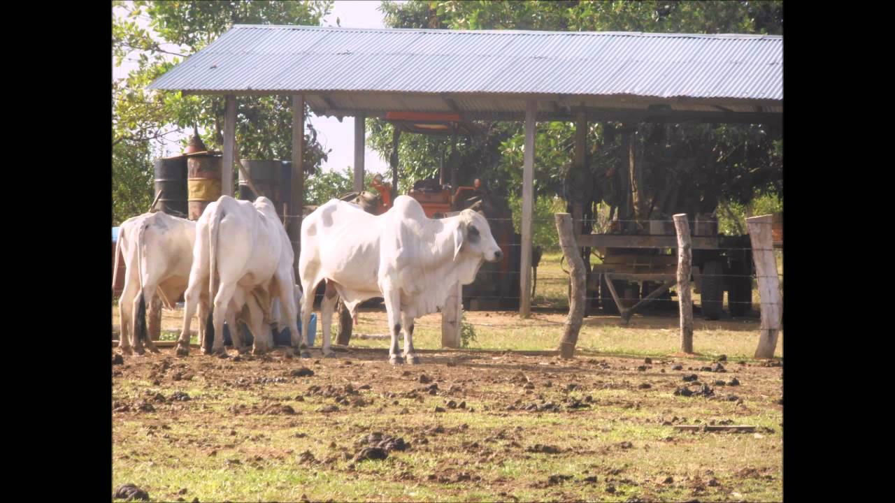 Reynaldo Armas - Caballo Rucio Moro - YouTube