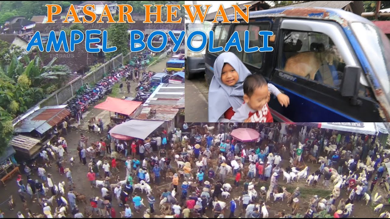 Pasar Hewan Ampel Boyolali | Berkunjung di Pasar Hewan Ampel Boyolali ...