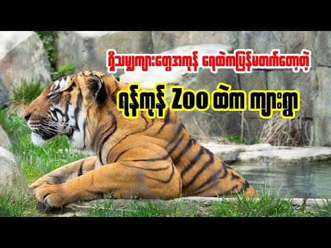 ရန်ကုန်တိရိစ္ဆာန်ဥယျာဉ်ထဲမှာ ကျားတွေပတ်ကြည့် | Tiger Village of Yangon ...