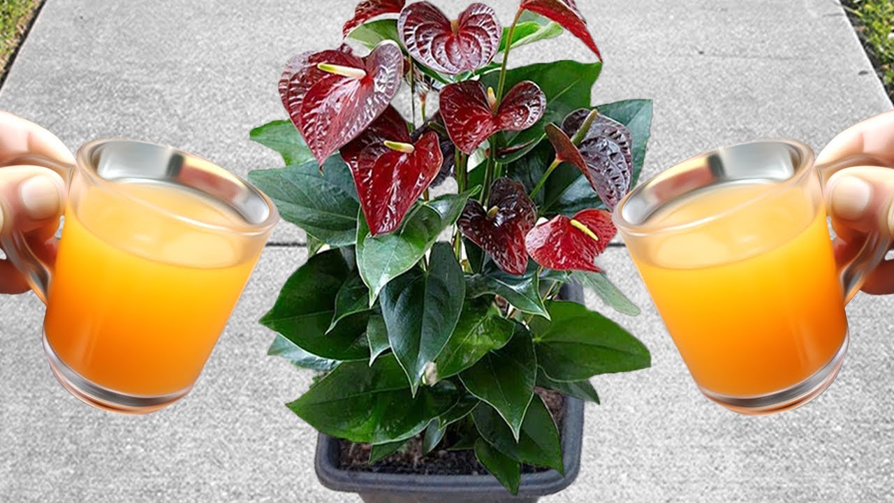 Uma Bomba natural para floração e crescimento de todas as plantas (Veja ...