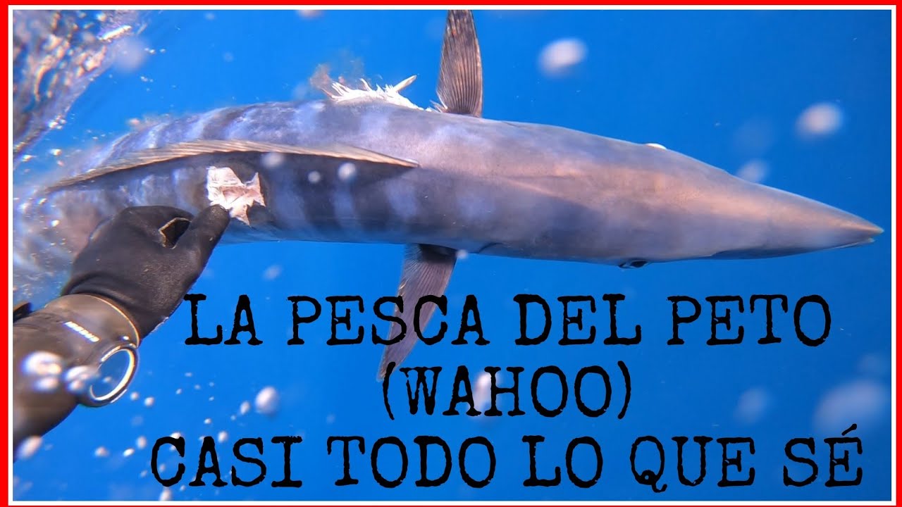 Pesca del peto🔱🔱 (wahoo)🔱🔱PESCA SUBMARINA SPEARFISHING GRUPER1007🐟 ...