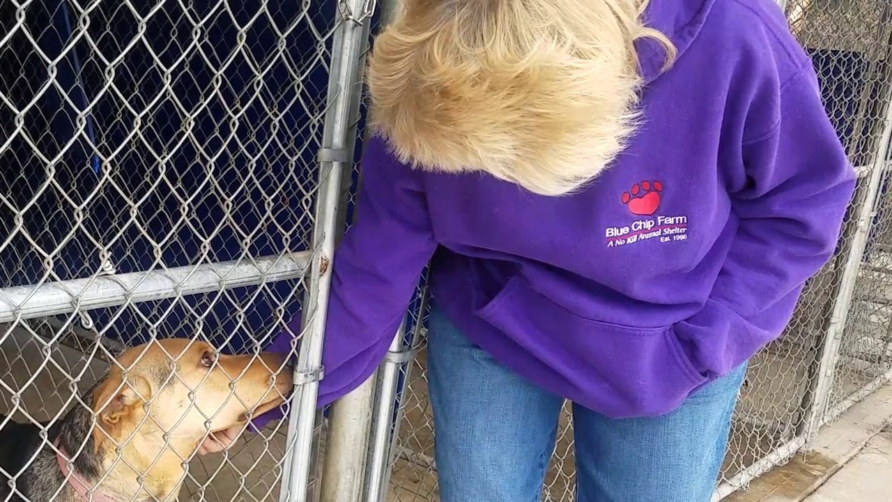 Adopt-a-Kennel at Blue Chip Farm Animal Refuge! - YouTube