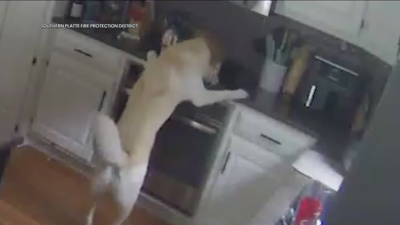 Dog ignites grease fire by jumping onto kitchen stove - YouTube