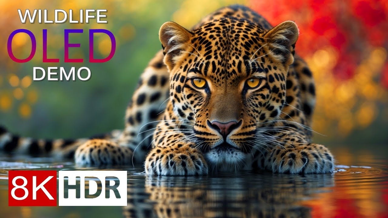ANIMALS OF PLANET EARTH 8K HDR - Majestic Wildlife - YouTube