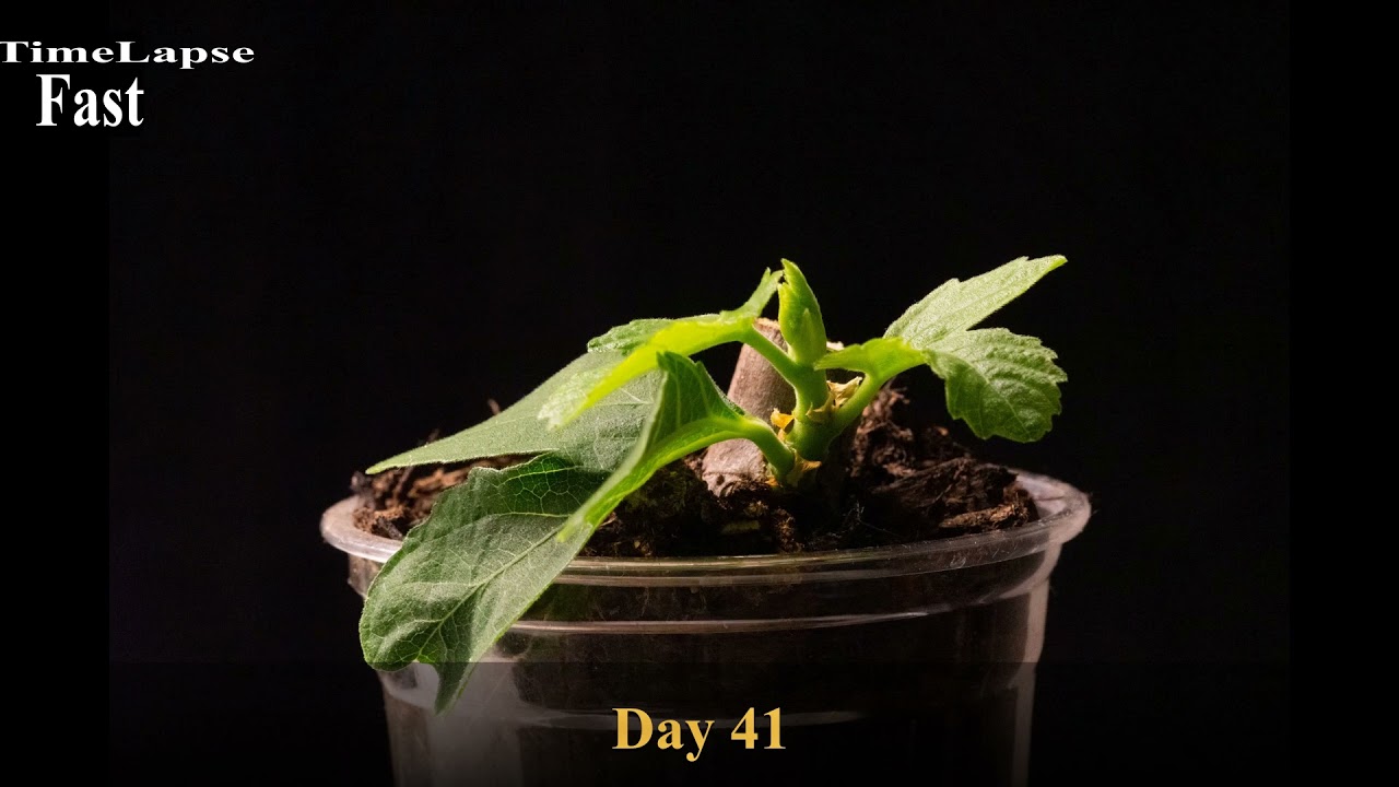 Fig cutting propagation timelapse - YouTube