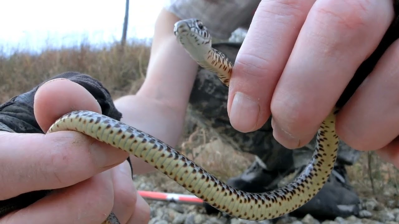 First juvenile Eastern Racer of 2022! - YouTube