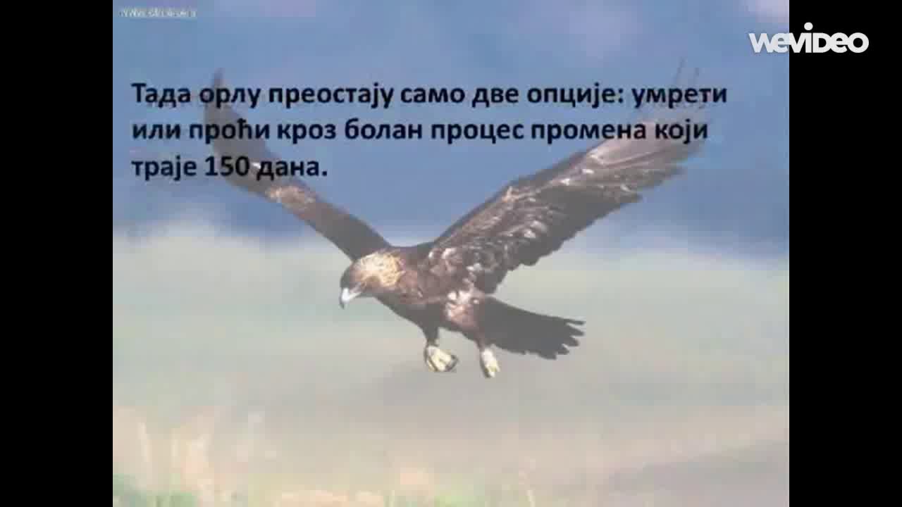 Priča o orlu - YouTube