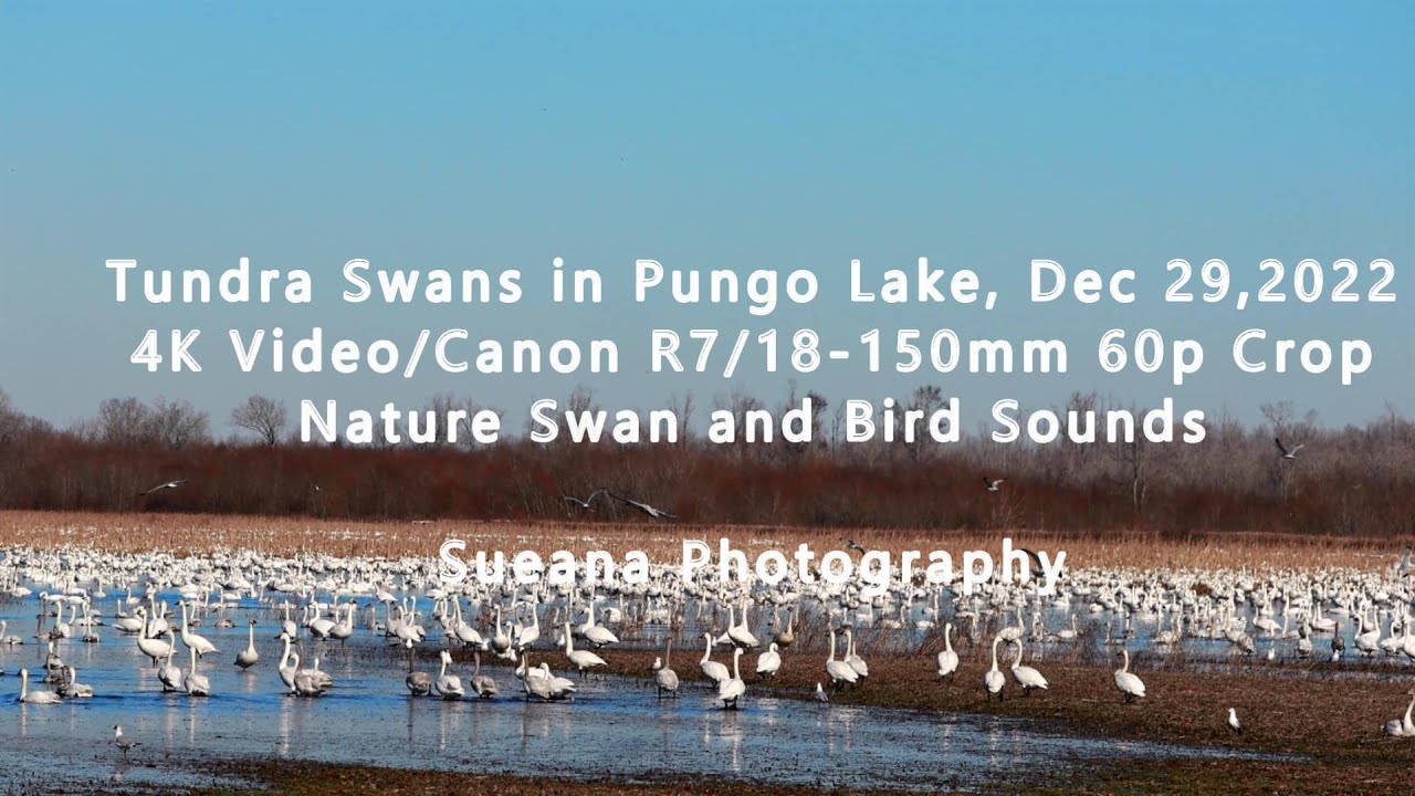 Tundra Swans in Pungo Lake, Dec 29,2022-4K Video/Canon R7/18-150mm ...