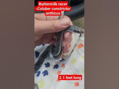 Buttermilk racer snake -Coluber constrictor anthicus #louisiana # ...