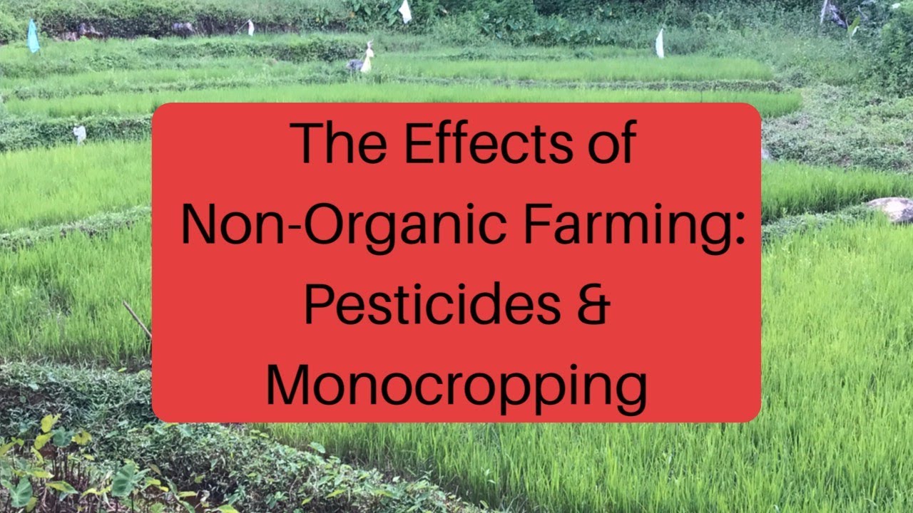 What Is Industrial Scale Monocrop Farming at Jasper Saranealis blog