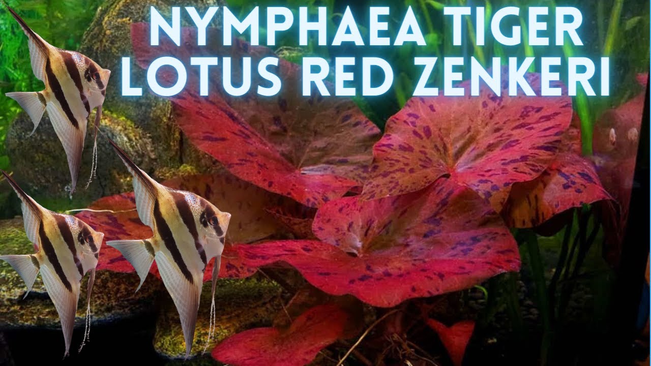 NECESITAS ESTA PLANTA TIGER LOTUS RED ZENKERI PARA TENER UN ACUARIO ...