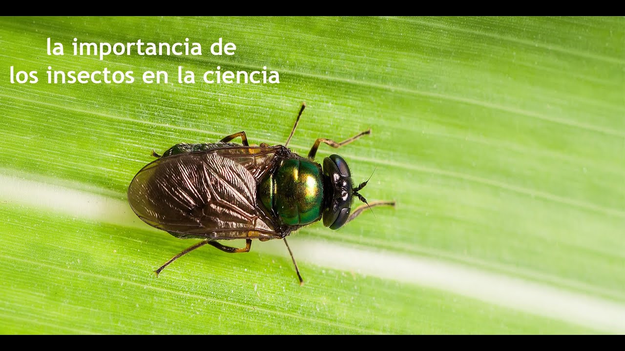 la importancia de los insectos en la ciencia - YouTube