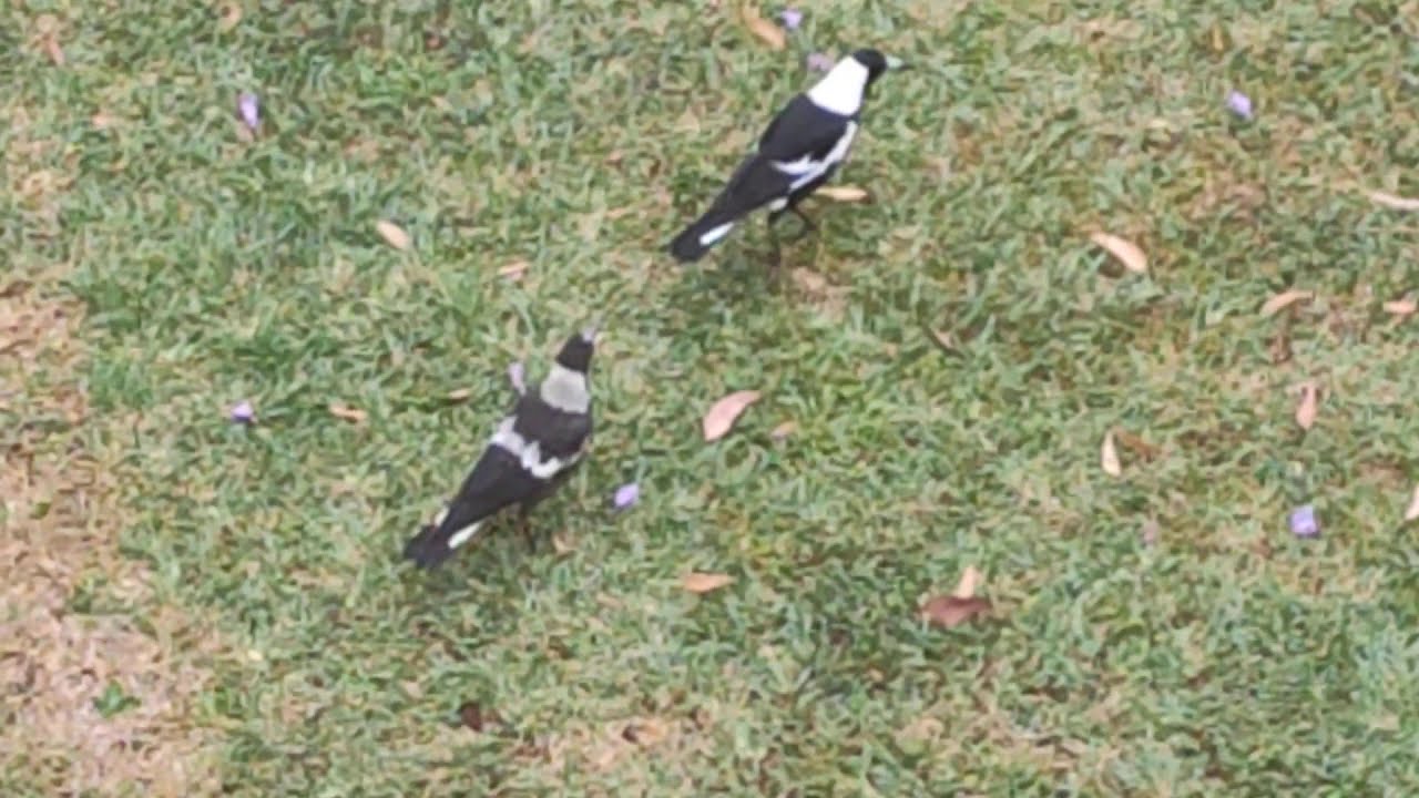 Baby Magpie cries for food - YouTube